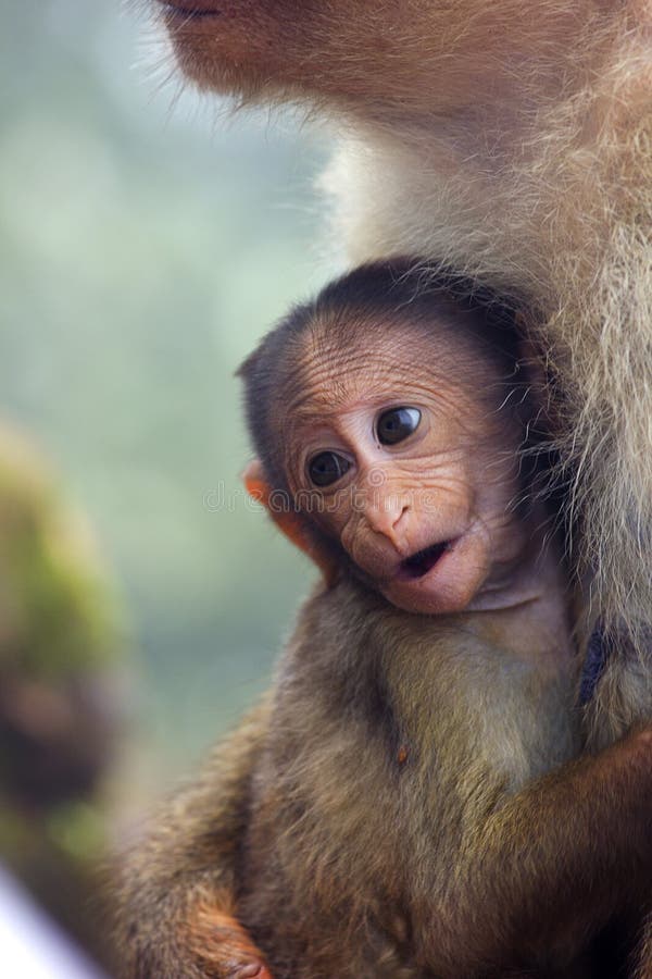 Baby monkey with mother stock image. Image of happy - 159551703