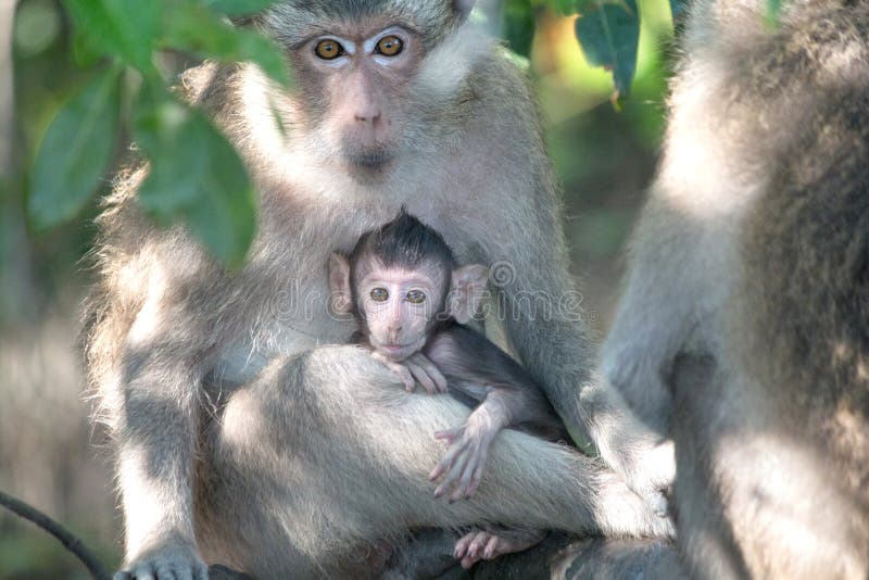 Baby Monkey with Mother stock image. Image of asia, monkey - 41015751