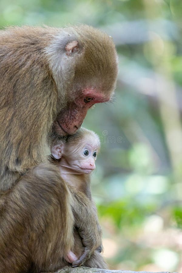 Baby Monkey with Mother in the Forest, Thailand. (macaca Fascicularis ...