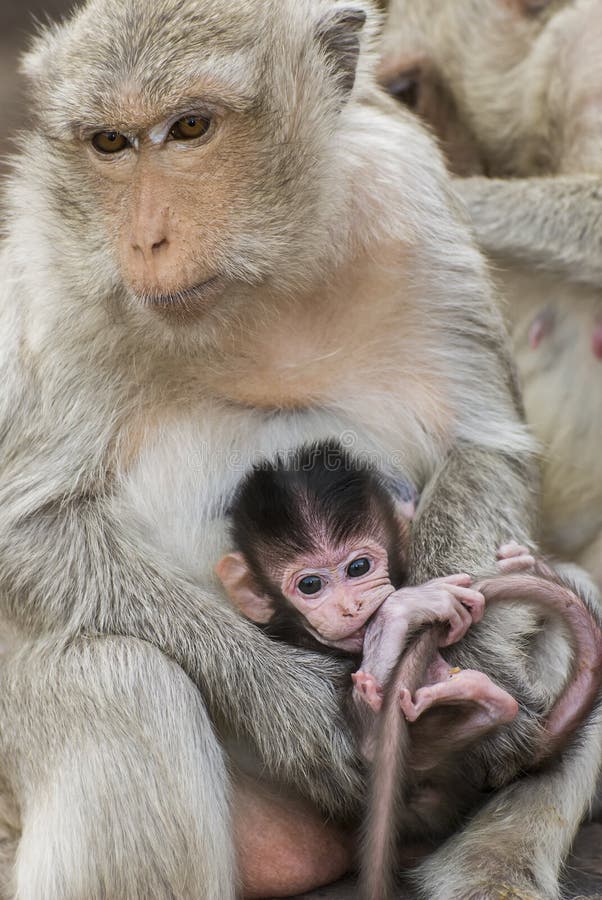 The baby Monkey and mother stock photo. Image of cute - 90648170