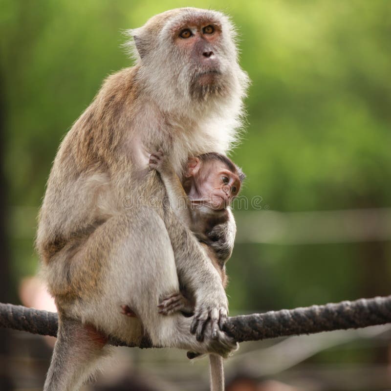 13,995 Baby Monkey Mother Photos - Free & Royalty-Free Stock Photos ...