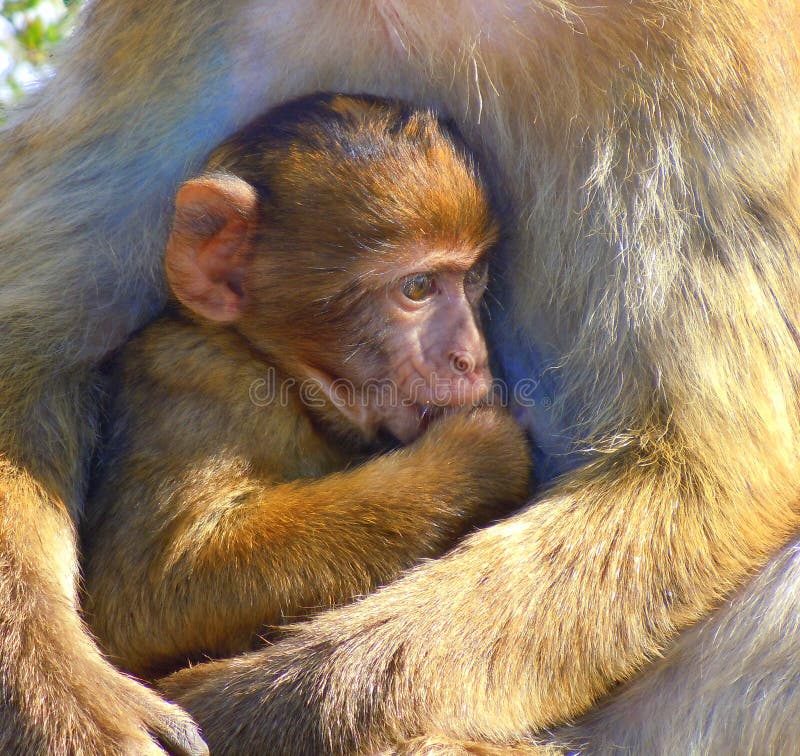 Mother Monkey With Baby Monkey In Arms Stock Image - Image of open ...
