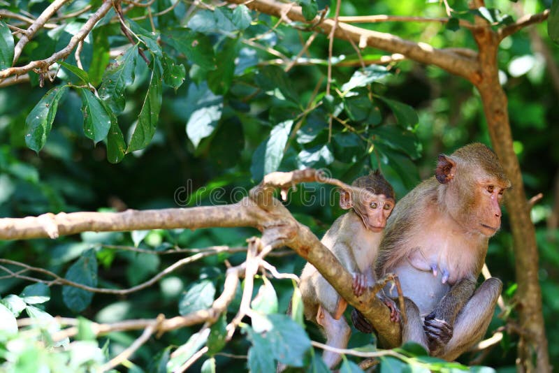Baby Monkey with Mother Monkey Watching Stock Image - Image of eyes ...