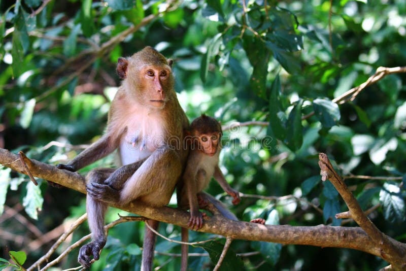 Baby Monkey with Mother Monkey Watching Stock Image - Image of eyes ...