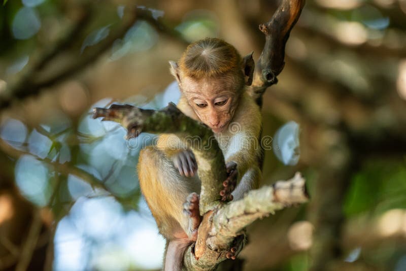 A Baby Monkey Perched on a Branch, in Trincomalee, Sri Lanka Stock ...