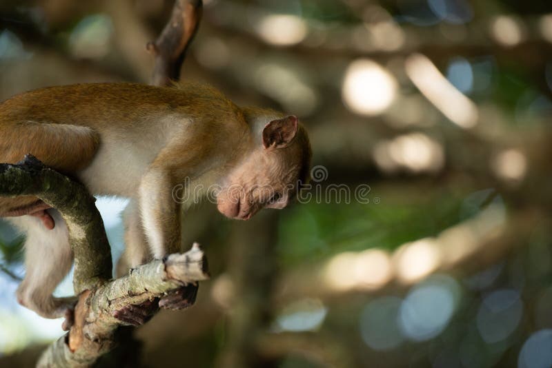 A Baby Monkey Perched on a Branch, in Trincomalee, Sri Lanka Stock ...