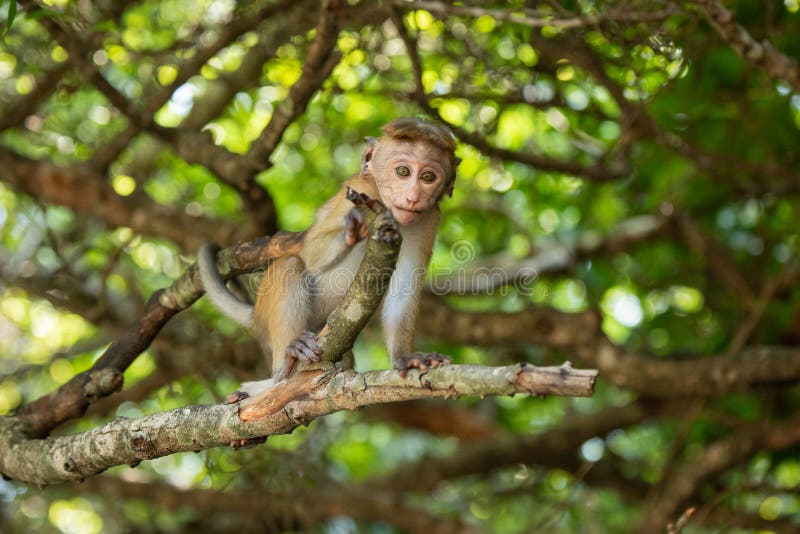 A Baby Monkey Perched on a Branch, in Trincomalee, Sri Lanka Stock ...
