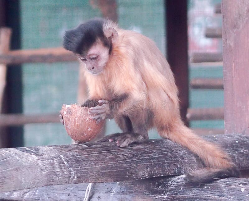 Monkey Playing Coconut Stock Photos - Free & Royalty-Free Stock Photos ...