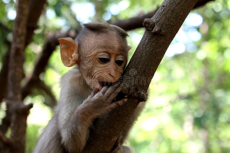 Sad Baby Monkey Holding The Fence Stock Photo - Image of face, waiting ...