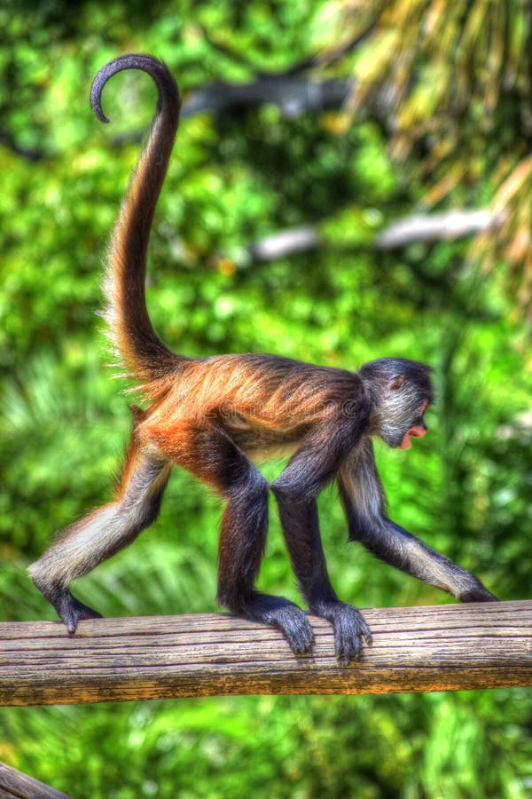 Baby Monkey Running on Tree Stock Image - Image of park, beautiful ...