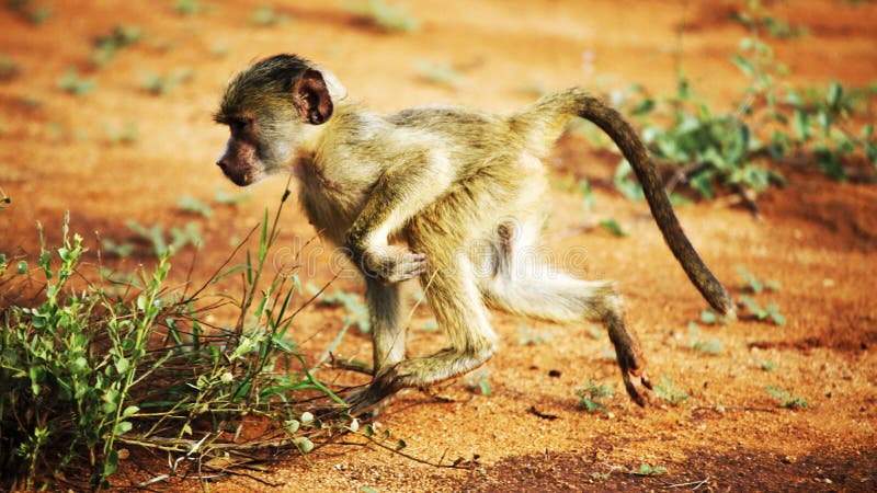 Running Monkey Stock Photos - Download 877 Royalty Free Photos
