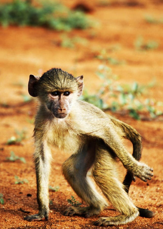Baby monkey stock photo. Image of scenery, alert, ecosystem - 62968706