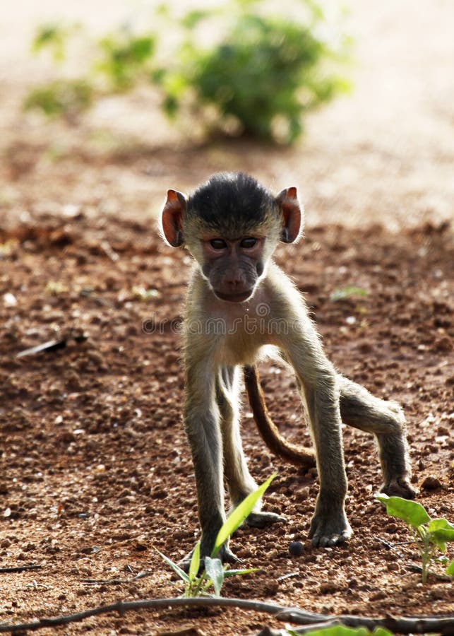 Running Monkey Stock Photos - Download 877 Royalty Free Photos