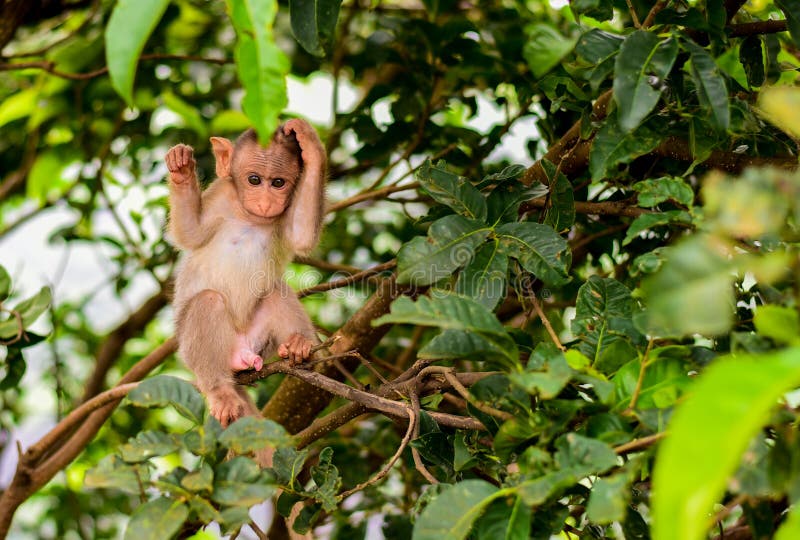 Baby Monkey say hello ! stock photo. Image of forest - 156700174