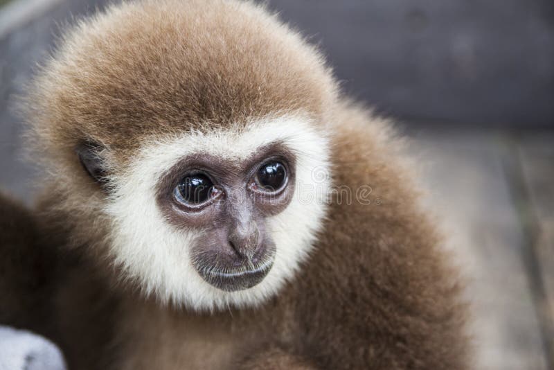 Baby monkey stock photo. Image of mammal, scare, animal - 34204586