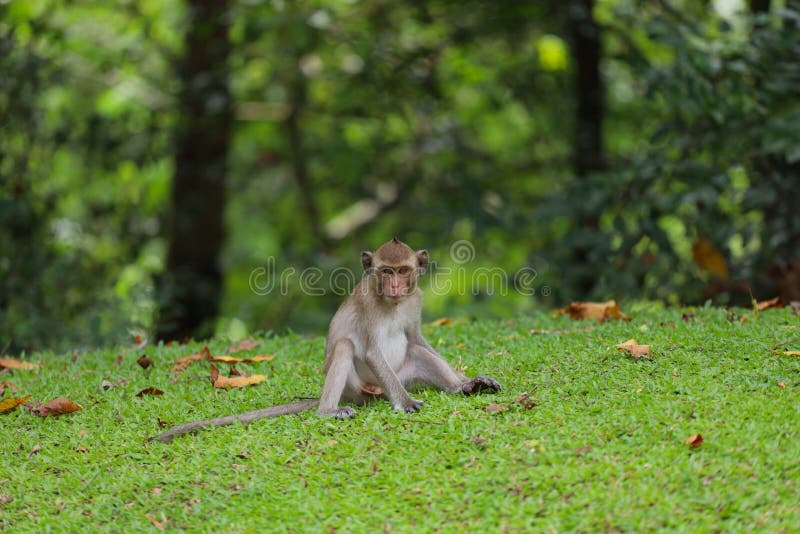 The Baby Monkey is Sitdown on Grass Garden in Front of Forest Stock ...