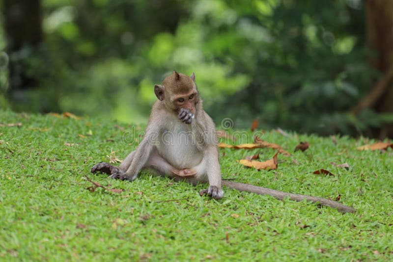 The Baby Monkey is Sitdown on Grass Garden in Front of Forest Stock ...