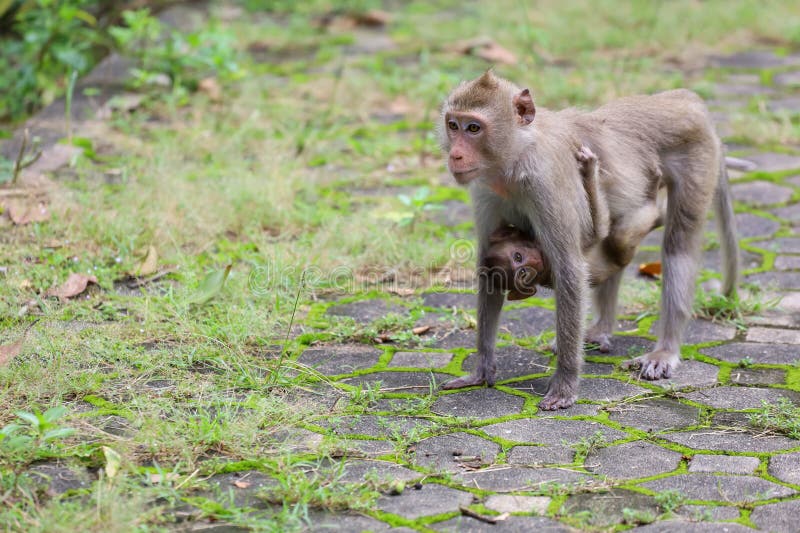 The Baby Monkey is Sitdown on Grass Garden in Front of Forest Stock ...