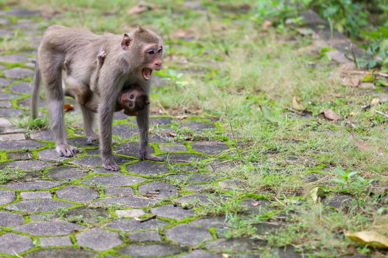 The Baby Monkey is Sitdown on Grass Garden in Front of Forest Stock ...