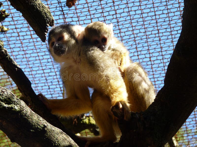 Baby Monkey Sitting on the Back of the Mother Monkeys Stock Photo ...