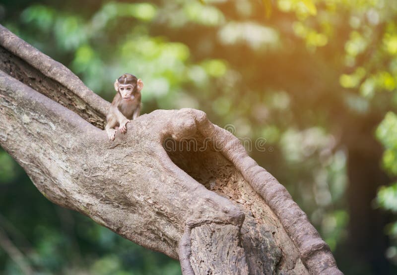 Baby Monkey Sitting on the Tree Stock Image - Image of jungle, isolated ...