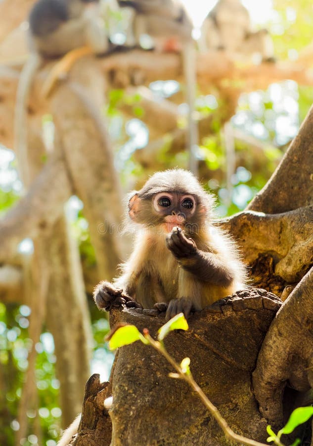 Baby Monkey in Sunset Scene Stock Photo - Image of family, animal: 91398262