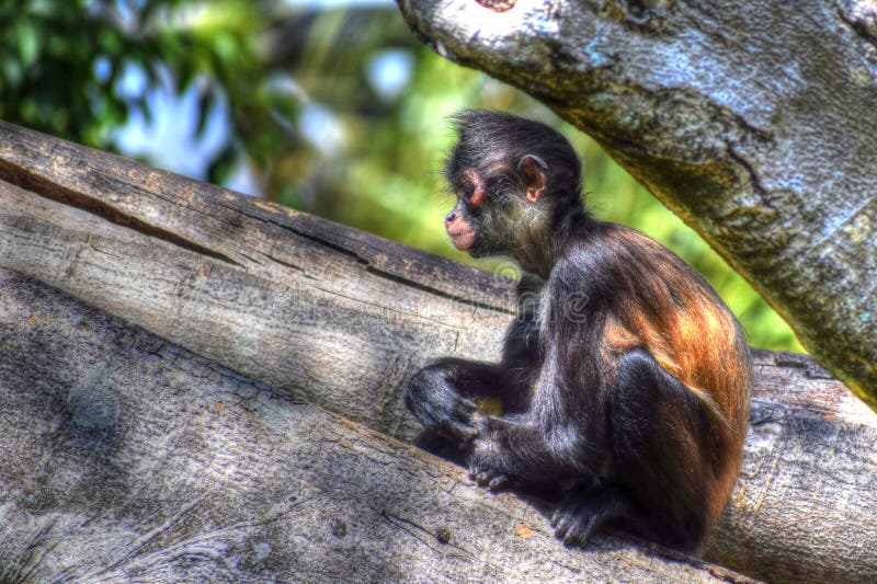 Baby Monkey Thinking Sitting on Tree Stock Photo - Image of view, cute: 358756906