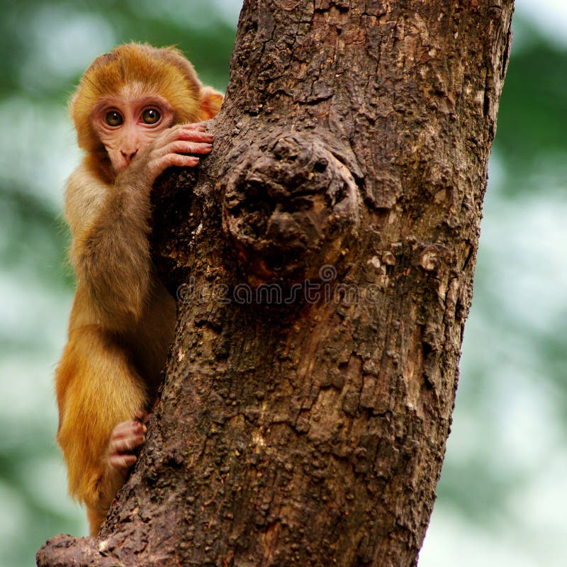 396 Scared Monkey Stock Photos - Free & Royalty-Free Stock Photos from ...