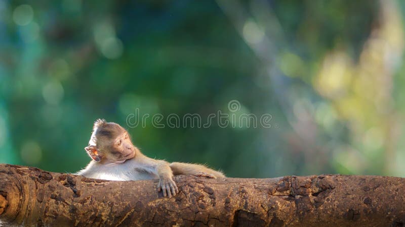 A Baby Monkey on a Tree and an Area at the Top for Banner Text Input ...