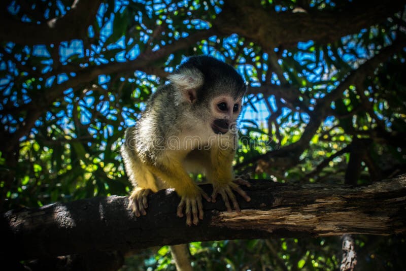 Baby monkey on a tree stock photo. Image of african - 122457278