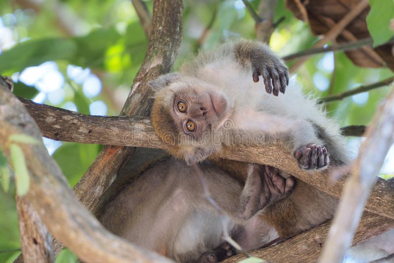 Baby Monkey on the tree stock image. Image of hair, ground - 75023071