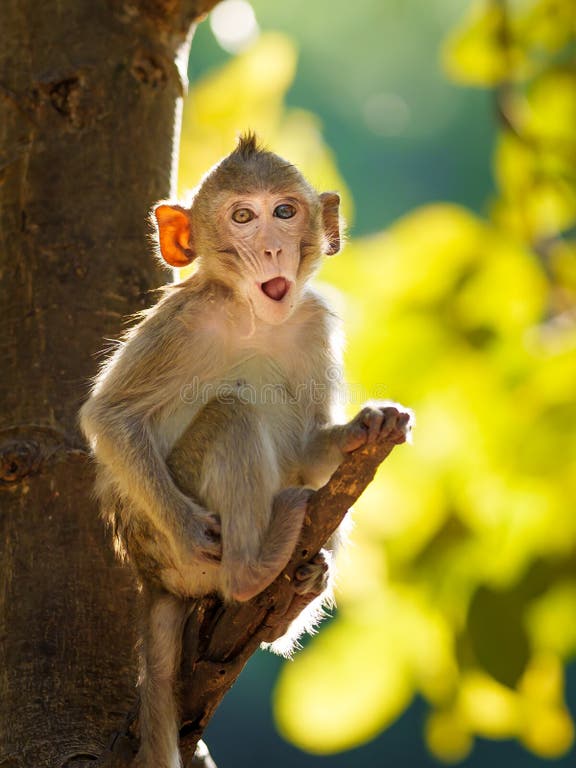 Baby Monkey on a Tree in a Tropical Forest is Staring Stock Image ...