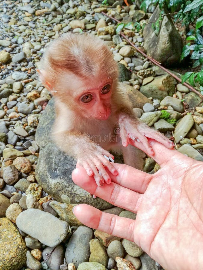 Baby Monkey Turns Enchanted Forest Was Settled with a Handshake Stock ...