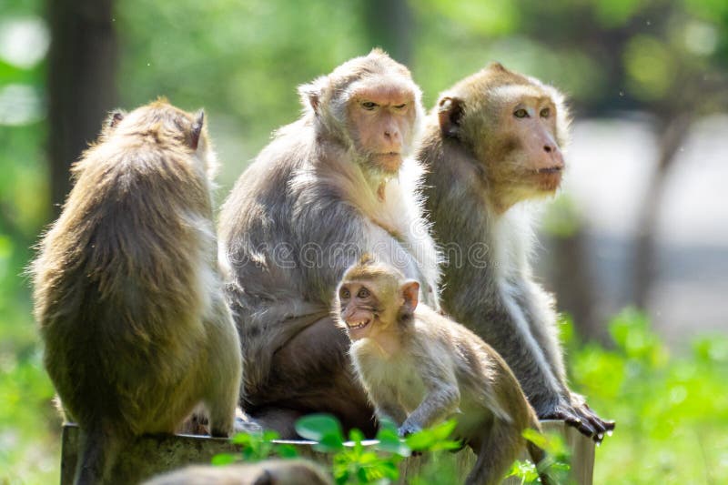 Baby Monkeys Running in Nature Stock Image - Image of baby, head: 231339055