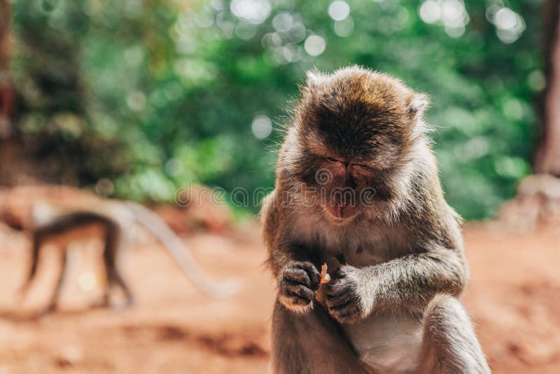 Baby monkeys stock image. Image of cute, spring, looking - 65983621