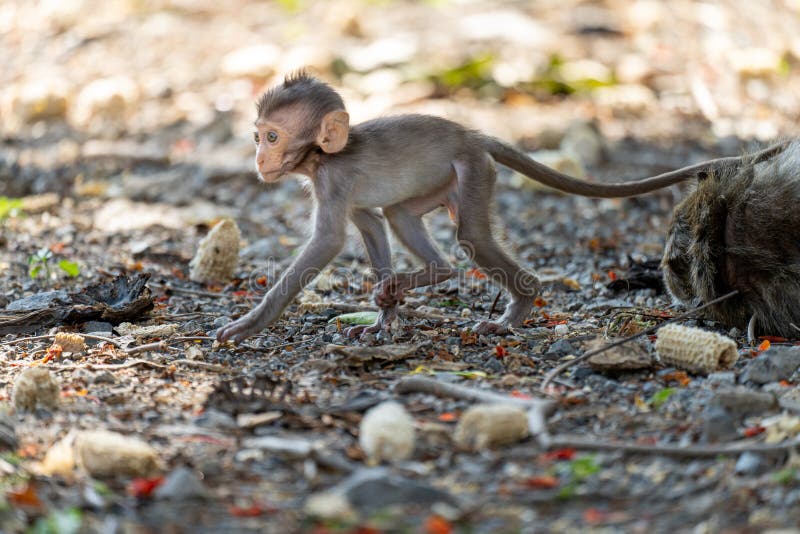 Baby Monkeys Running in Nature Stock Image - Image of baby, head: 231339055