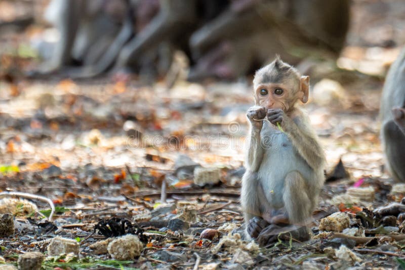 Baby Monkeys are Sitting Not Far from Their Mother Stock Photo - Image ...