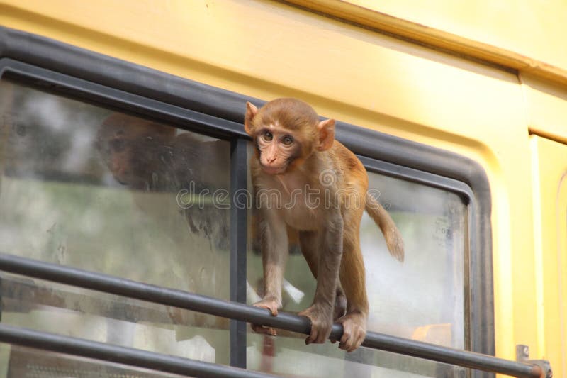 Baby Monkeys Sitting on the Bus Window and Watching Stock Image - Image ...