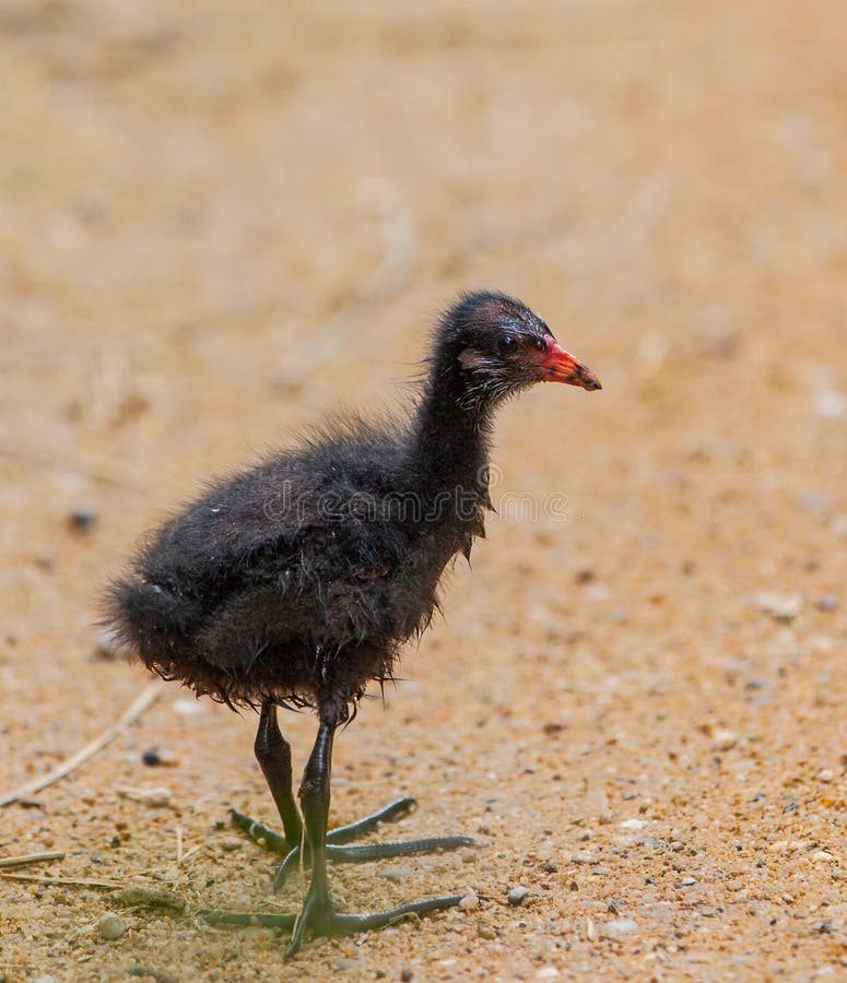 Baby Moorhen stock photo. Image of feathers, fauna, detailed - 27413652