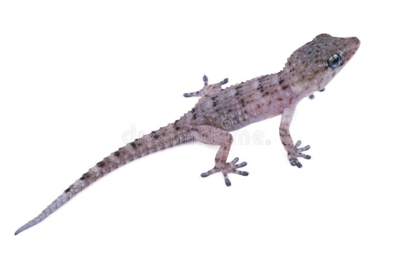 Spanish Ribbed Newt (Pleurodeles Waltl) Stock Image - Image of animal ...