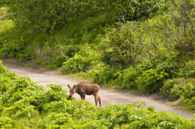 Baby moose stock photo. Image of leaf, cute, profile - 25969120