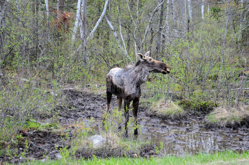 Baby Moose stock image. Image of summer, colorful, hampshire - 43525703