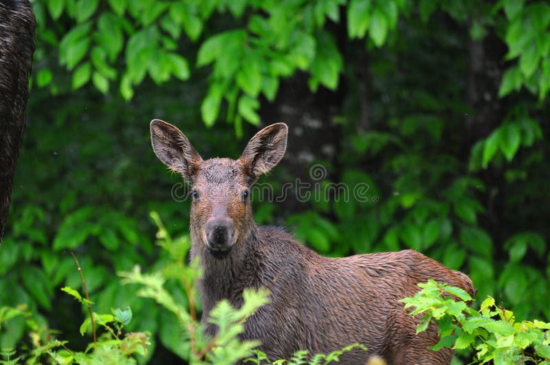 Baby Moose Calf in Algonquin Park Stock Photo - Image of spring, mammal ...