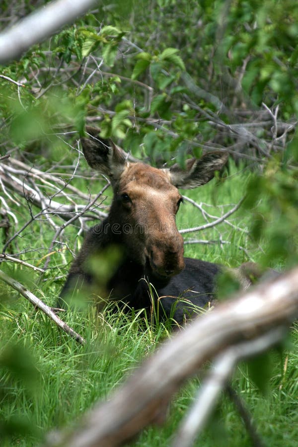 Baby moose resting stock image. Image of female, feed - 2605279