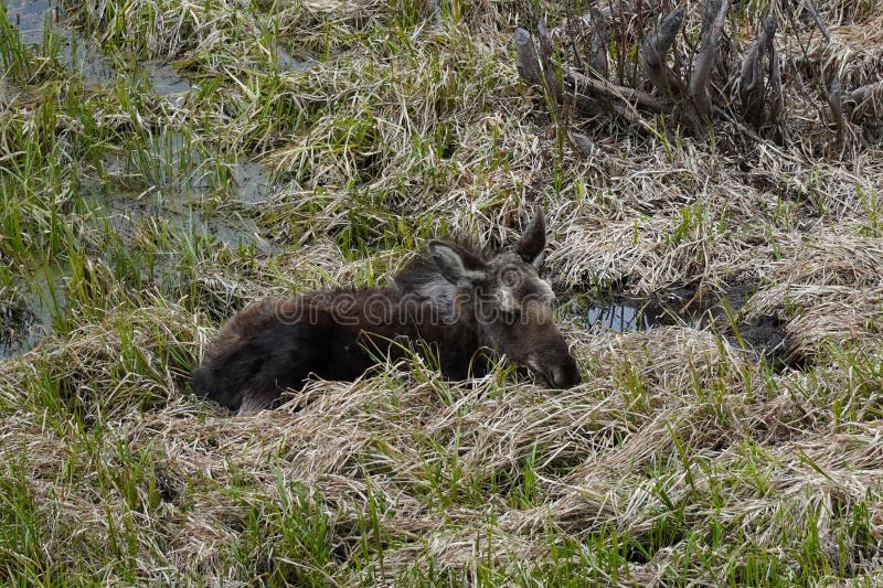 Baby Moose Resting in Grand Tetons National Park Stock Photo - Image of ...
