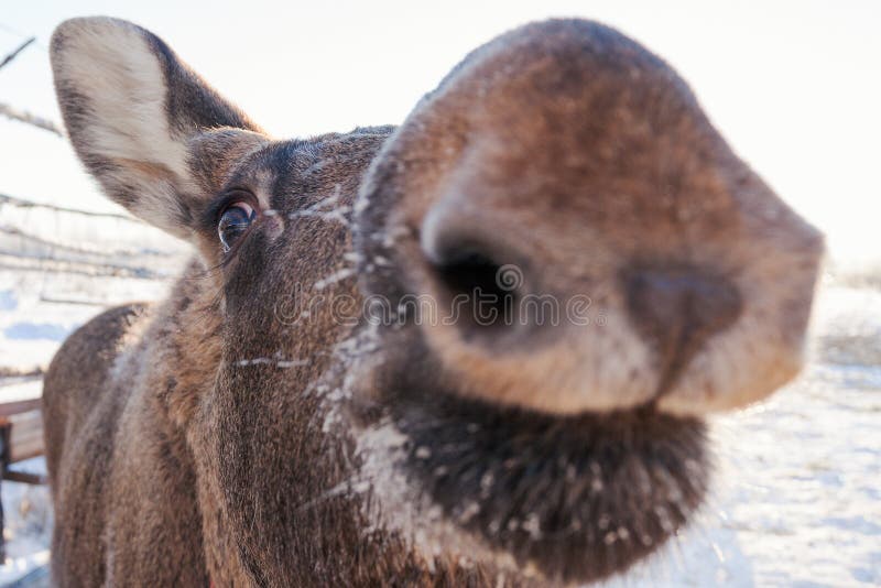 Baby moose snout stock photo. Image of national, mammals - 62832118