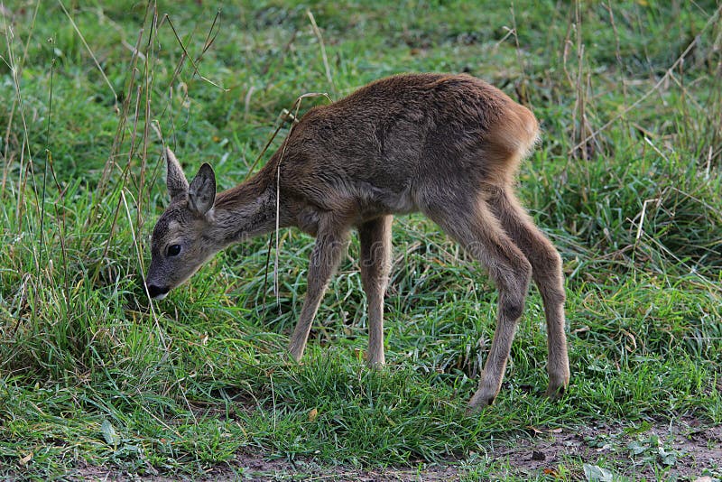 Baby moose stock image. Image of nibbling, farmer, homestead - 86801793