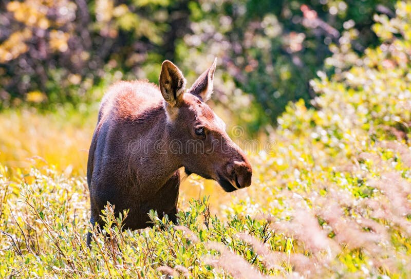 Baby Moose Standing in a Sunlit Meadow Stock Photo - Image of eyes ...