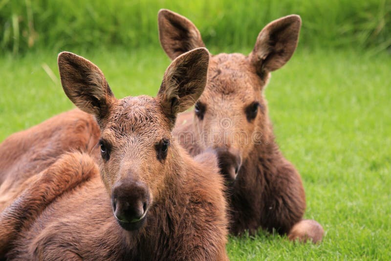 Baby Moose stock image. Image of resting, nature, ears - 35254457