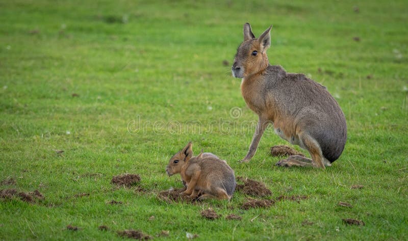 Baby and mother Mara stock image. Image of mara, animal - 85066351